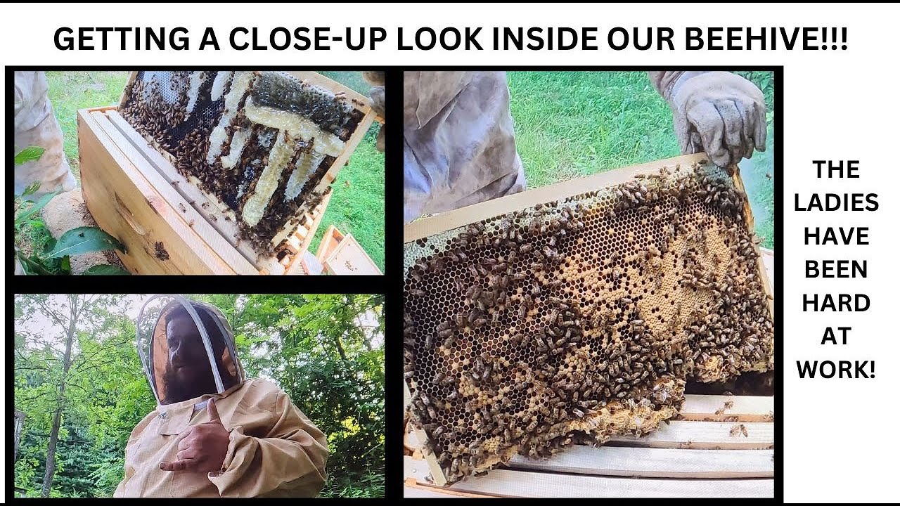 Opening Up the Honeybee Hive to Check the Progress of the Bees - YouTube
