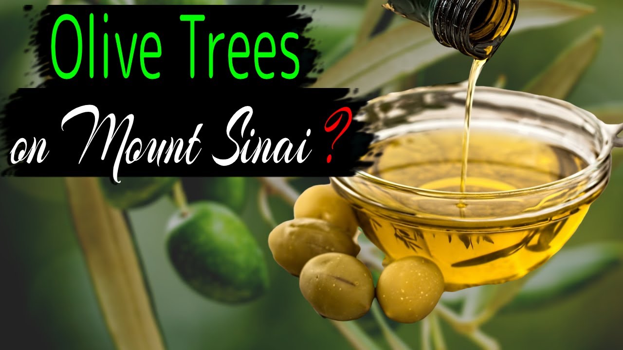 Quran 23 20 Olive Trees Grow On Mount Sinai quran-23-20-olive-trees-grow-on-mount-sinai