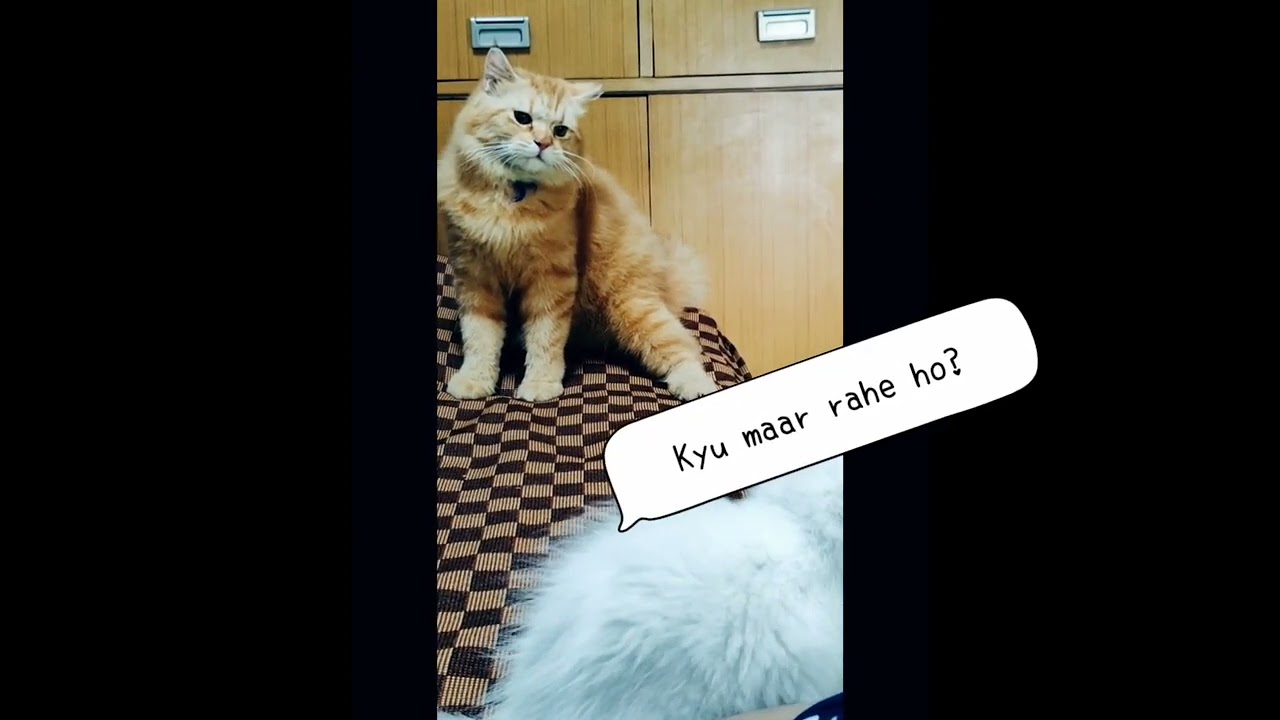 Cat fight || - YouTube