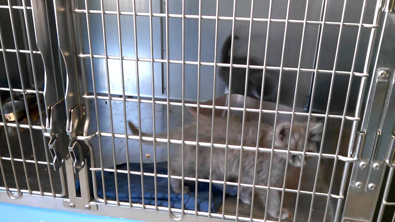 Crazy Kittens at Bangor Humane Society - YouTube