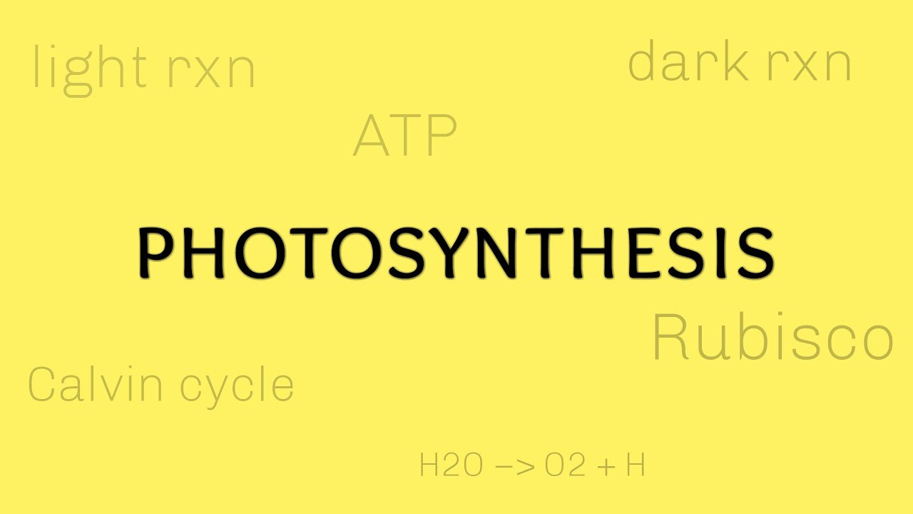 UPSC CSE Botany | photosynthesis | C3 cycle | light rxn & dark rxn ...