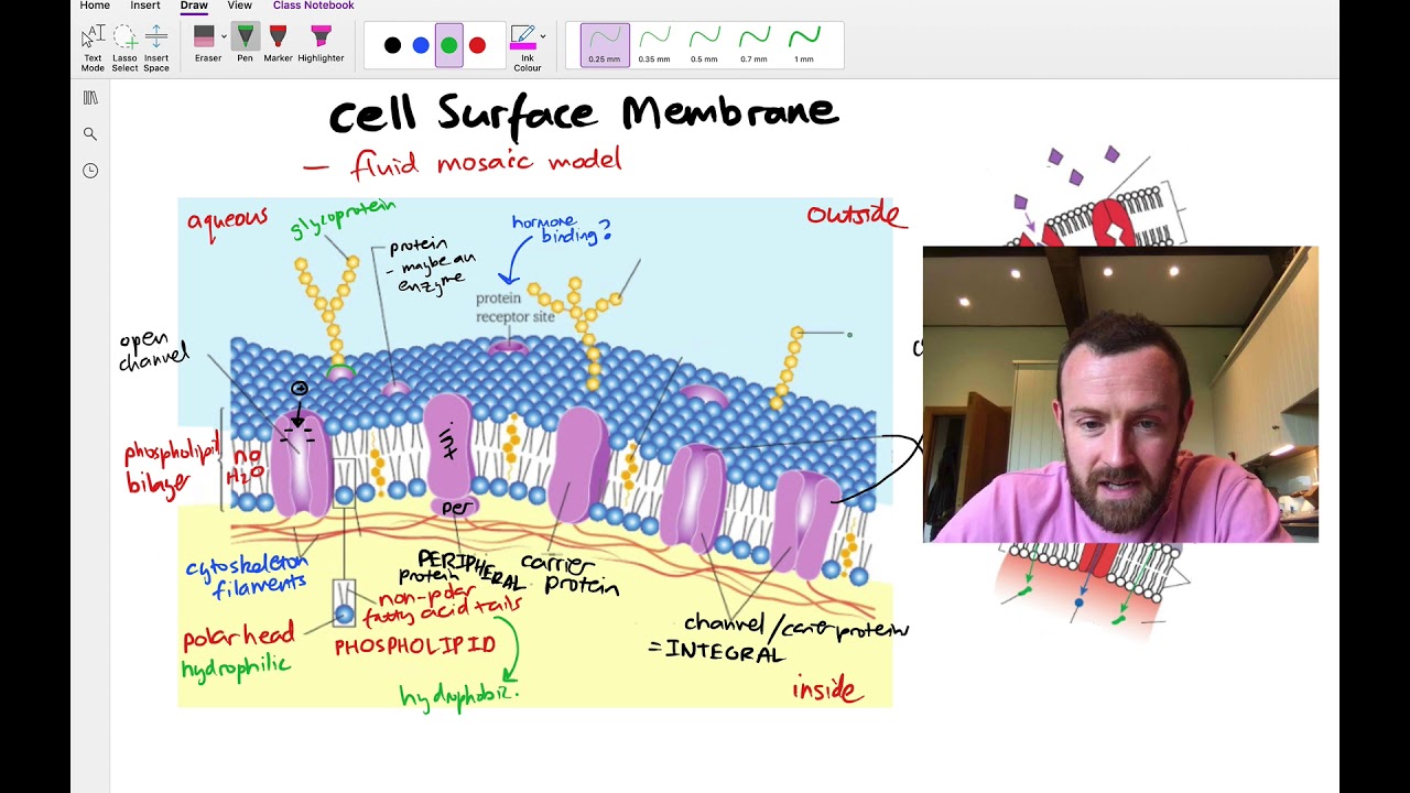 Membranes Mindmap (OCR A Level Biology 2.5) - YouTube