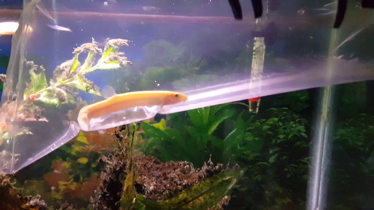 We finally got a Golden Dojo Loach!! - YouTube