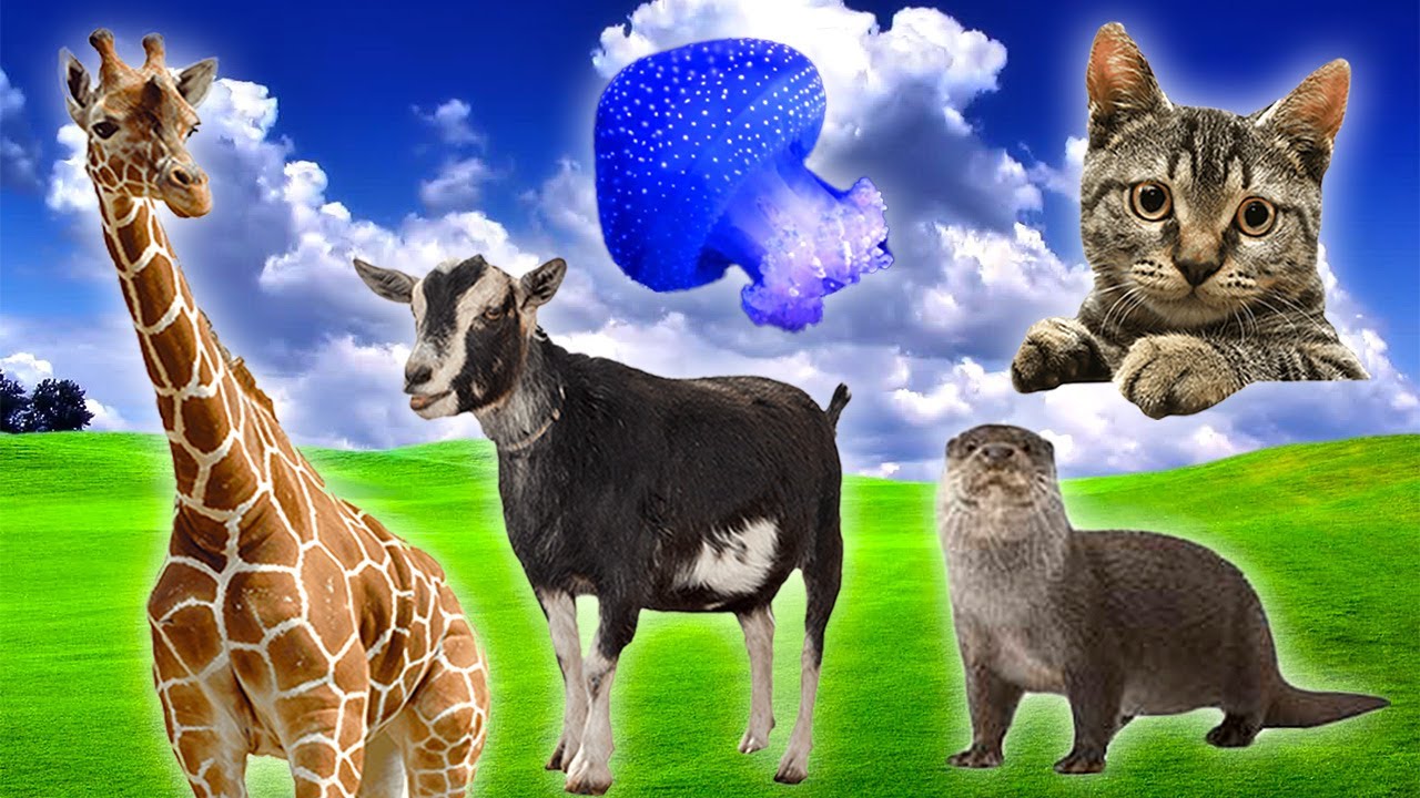 All animal sounds in the world - Giraffe, Jellyfish, Goat, Cat, Otter ...