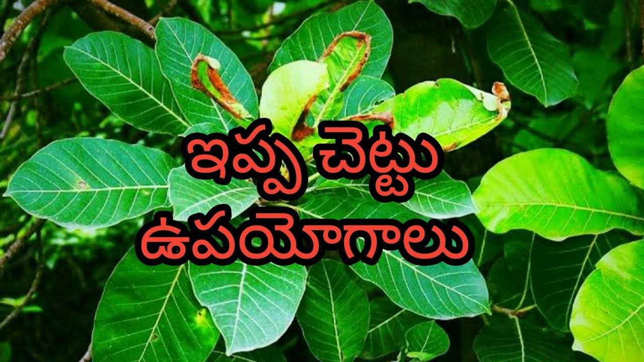 ఇప్ప చెట్టు ఉపయోగాలు uses of ippa chettu telugu || health tips in ...