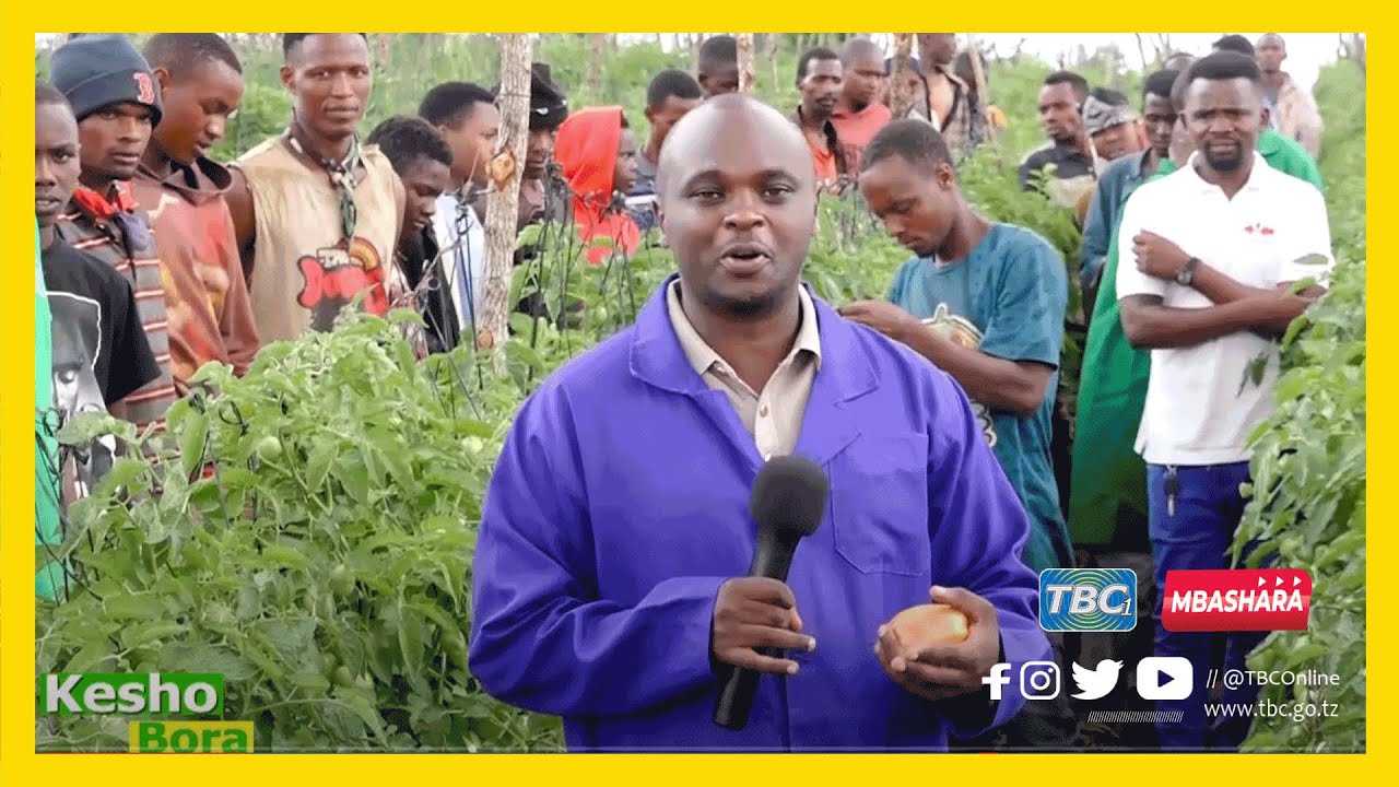 #TBC: TBC SHAMBANI: KESHO BORA-MDAHALO WA WAKULIMA WA NYANYA MANYARA ...