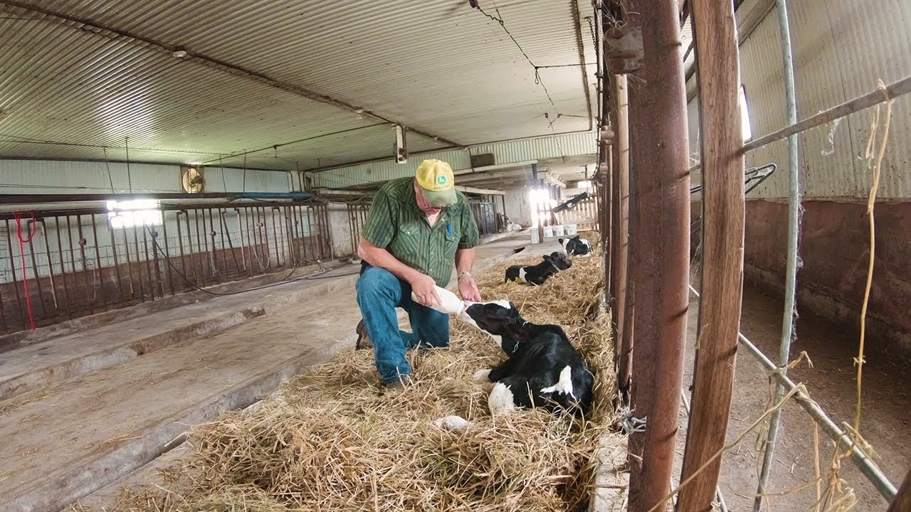 Auction Barn - Buying Bottle Calves - YouTube
