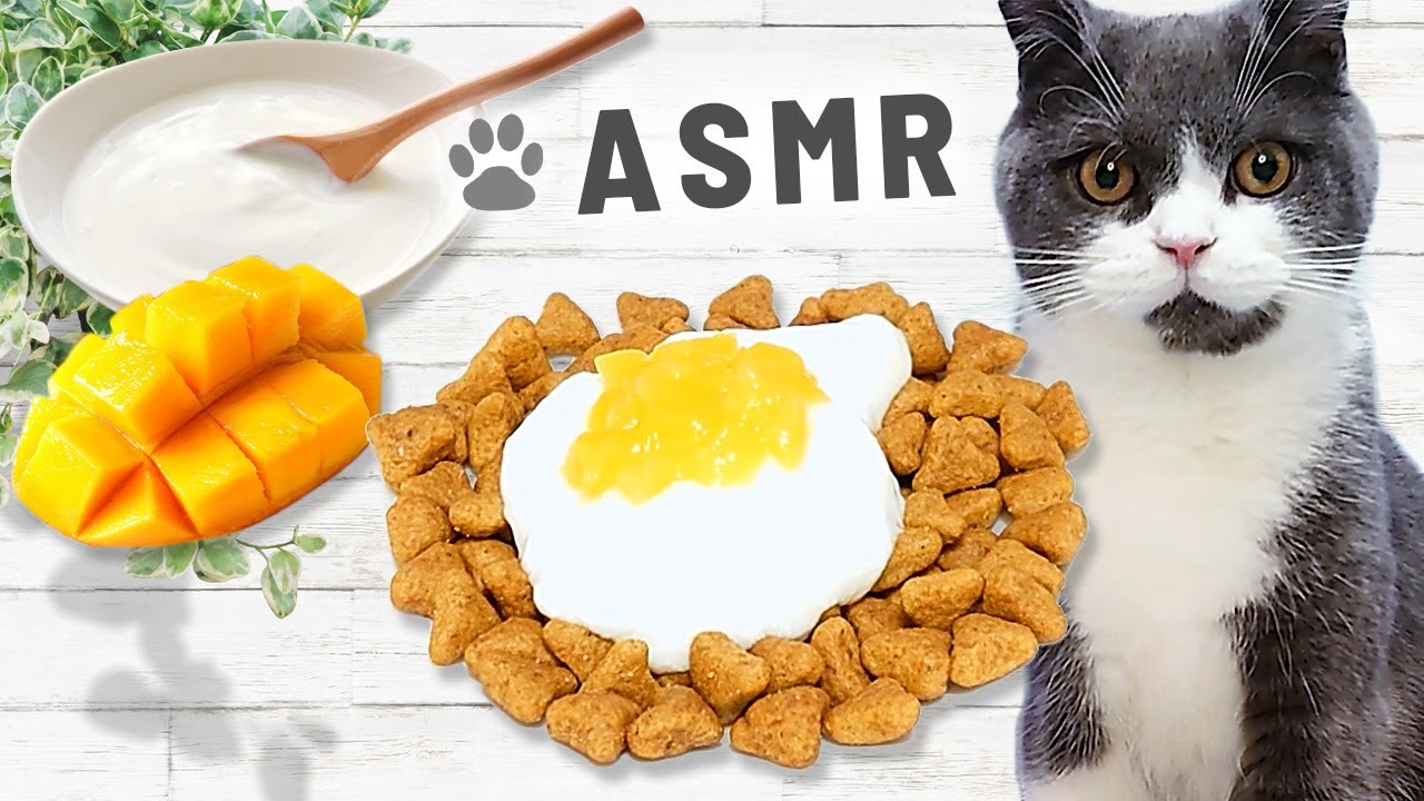 [Cat ASMR] 🥭🥛Nice chewing sound, yogurt & mango+dry food [eating sound ...