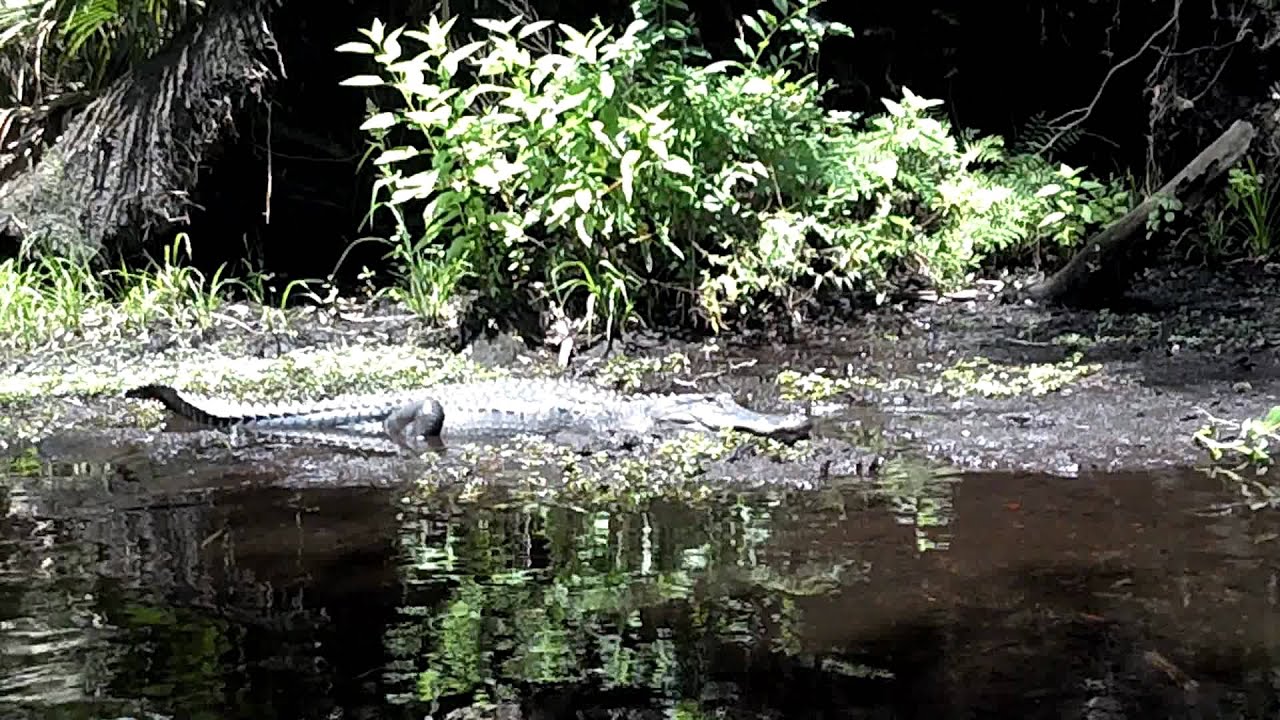 Juniper Springs Gator - YouTube