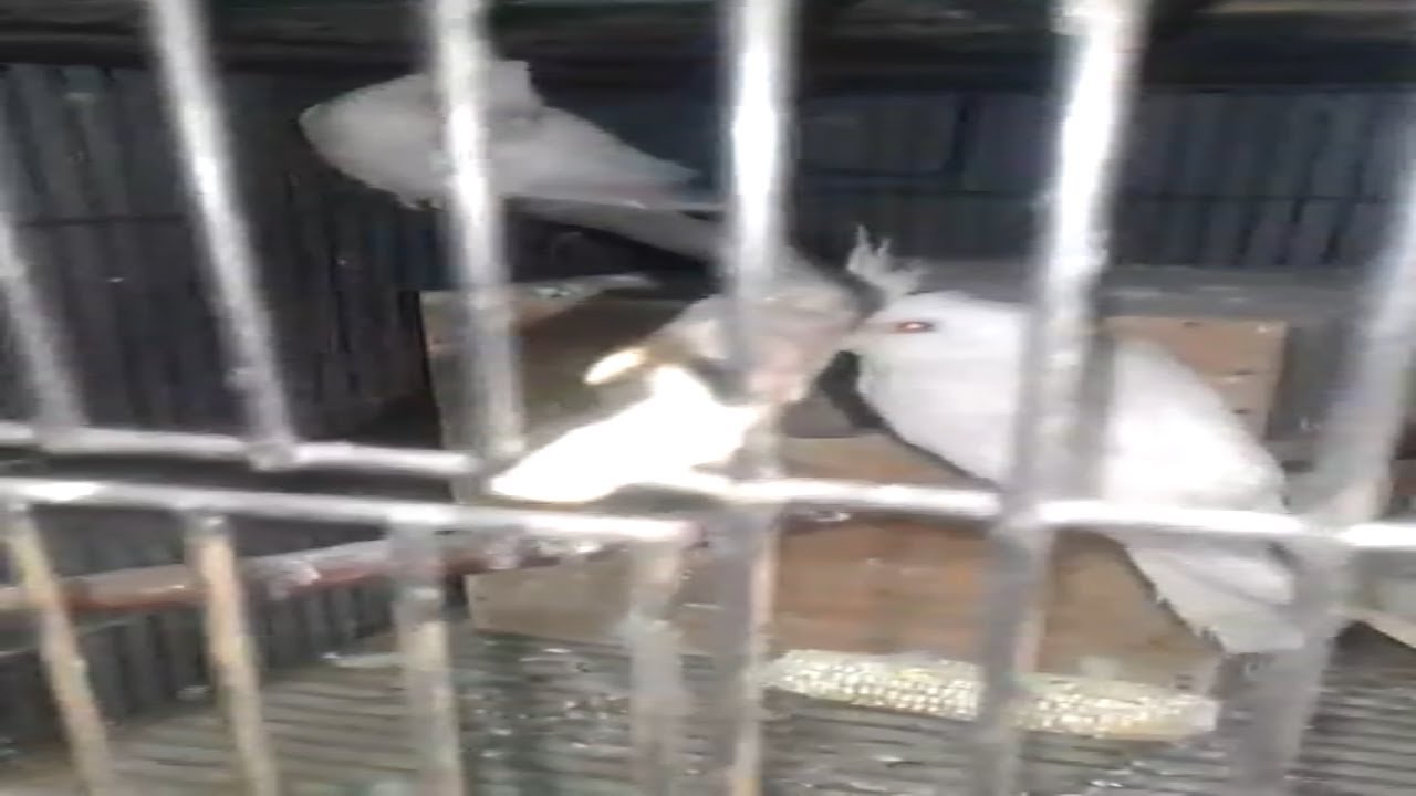 cocktail bird eno red eyes - YouTube