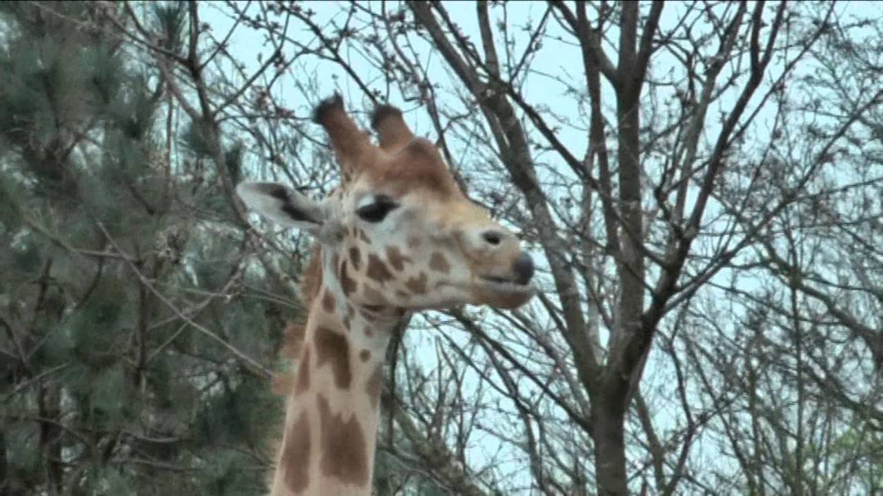 1 minute video ANIMALS - YouTube