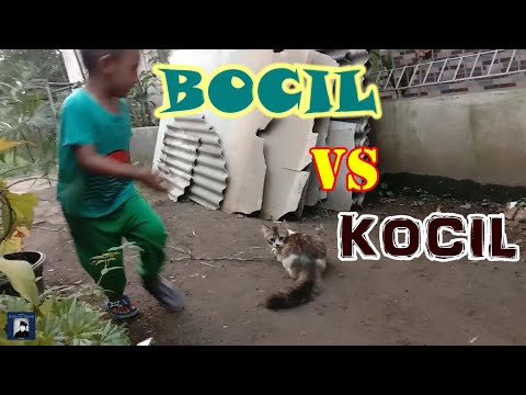 ANAK KUCING LUCU BERMAIN DENGAN BOCIL LUCU BUNDA LISA CHANNEL
