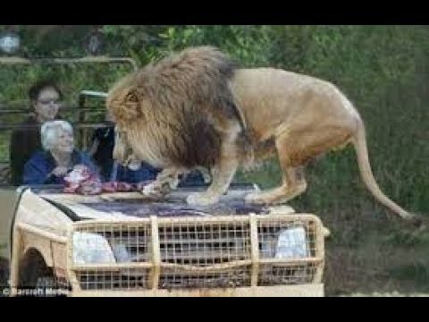 ATTAQUE DE LION DURANT UN SAFARI ! (-18) - YouTube