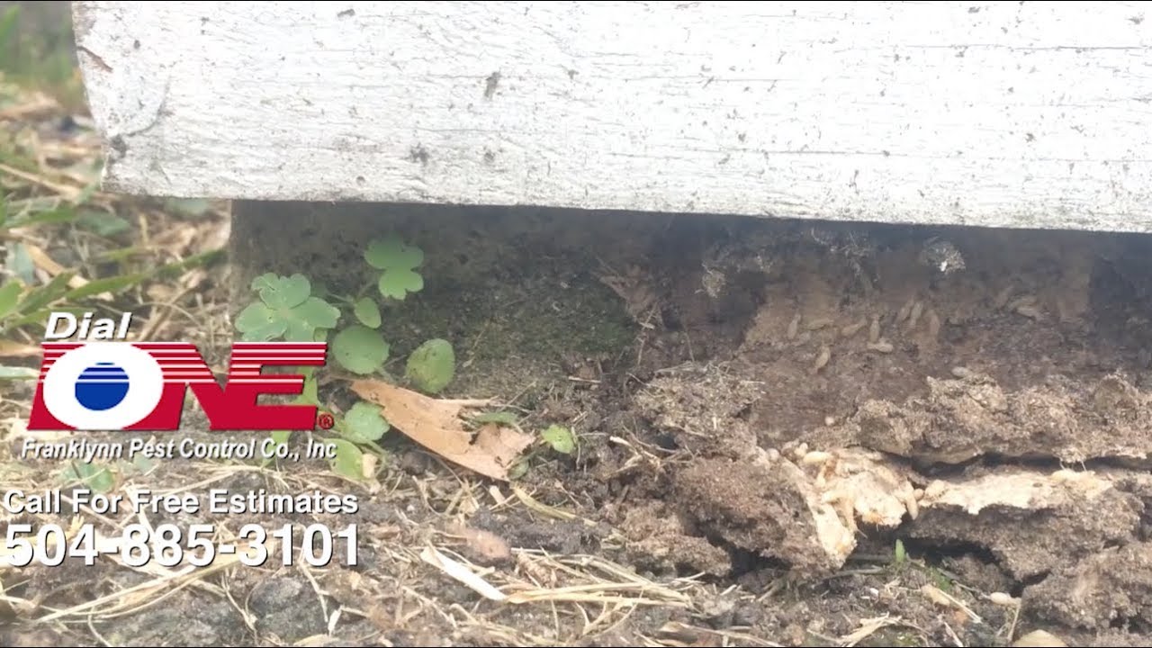 Termites Found on Shed Slab - YouTube