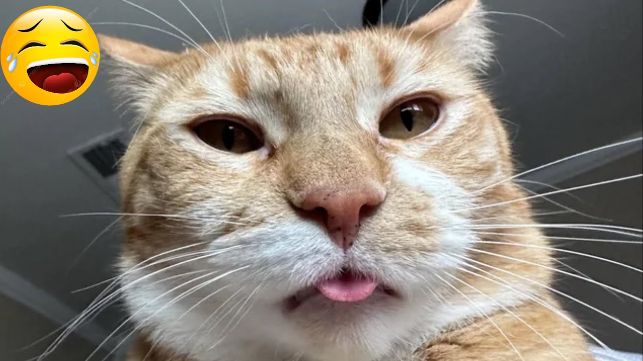 The Cutest Cat Comedy Show: Laughs Guaranteed! - 2025 - YouTube
