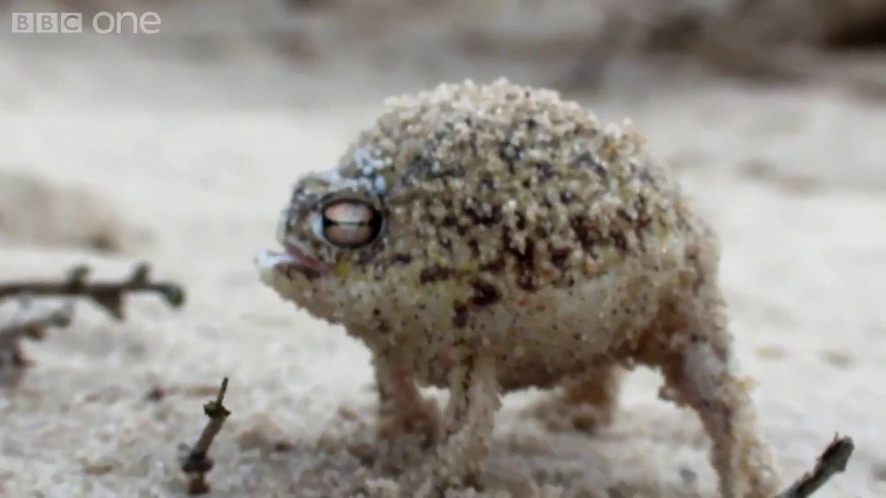 A VERY EMO FROG - YouTube