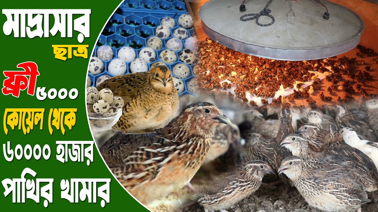 ৫০০০ ফ্রী কোয়েল থেকে এখন ৬০০০০ হাজার পাখির খামার | কোয়েল পাখি পালন ...