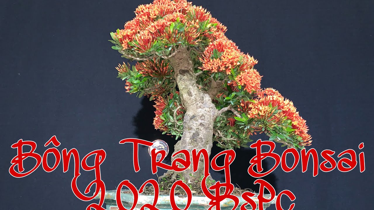 Cách nuôi bông trang bonsai p17 - Bông trang đang trổ hoa | chia sẽ ...