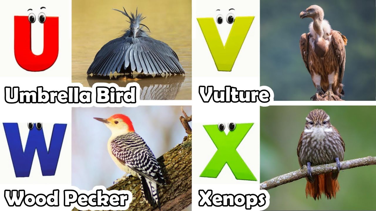 Birds Alphabet Song for Kids | Birds ABC Song | Phonics for Kids | Baby ...