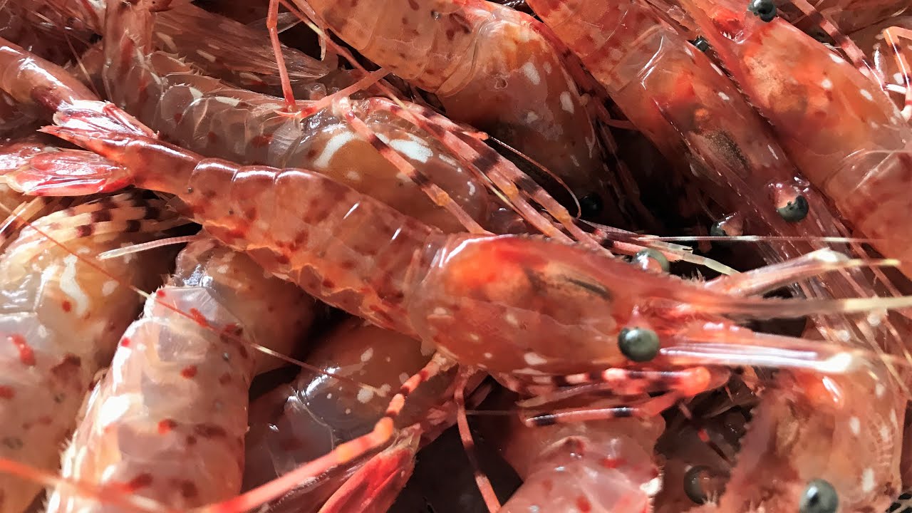 Shrimping Season - Coonstripe - YouTube