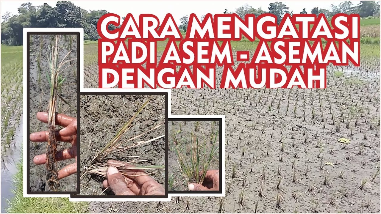 Cara mengatasi Padi Asem Aseman/Padi Ambles dengan Mudah - YouTube