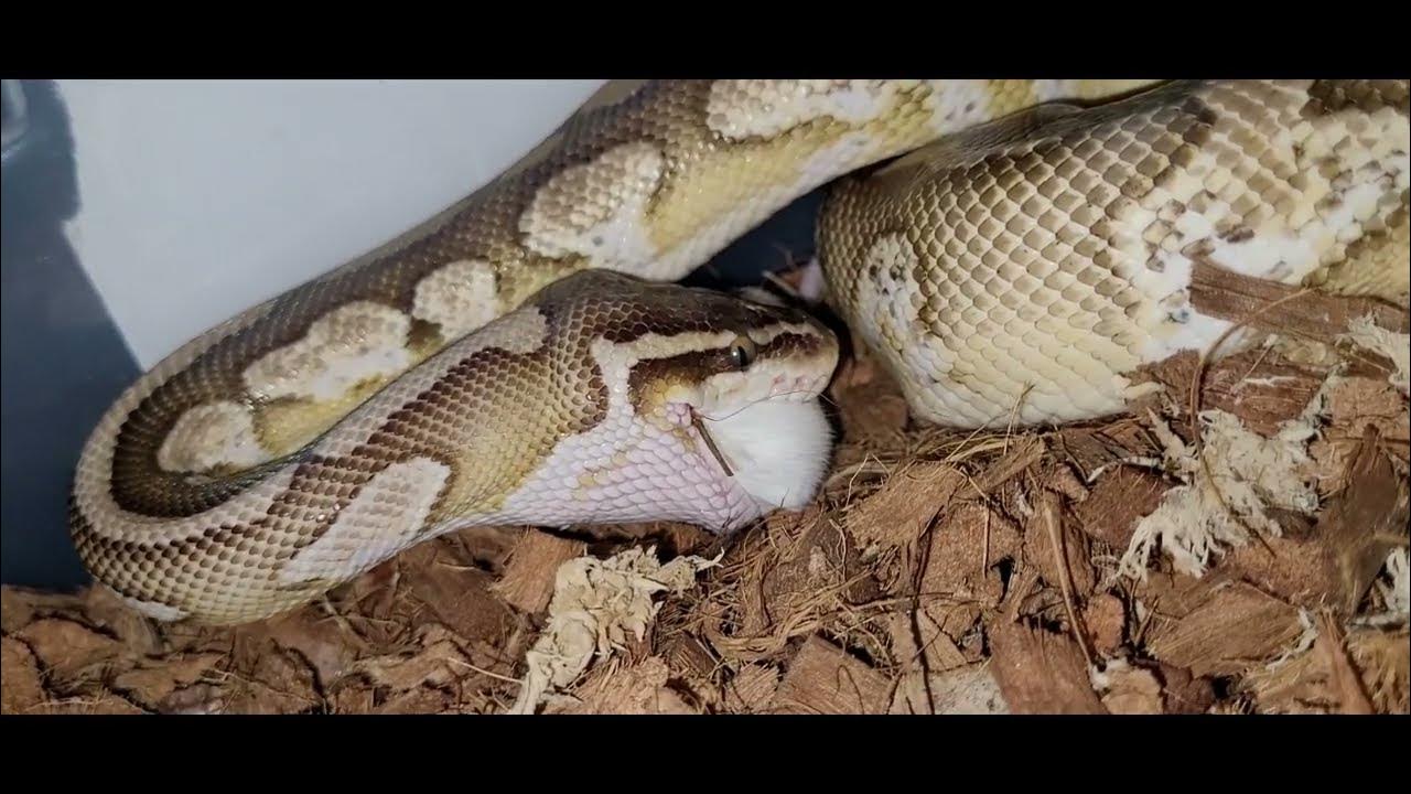 - Warning - Ball Python Eats Rodent - Live Feeding - YouTube