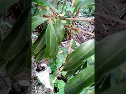 Grafting Litchi tree Bedana litchi - YouTube