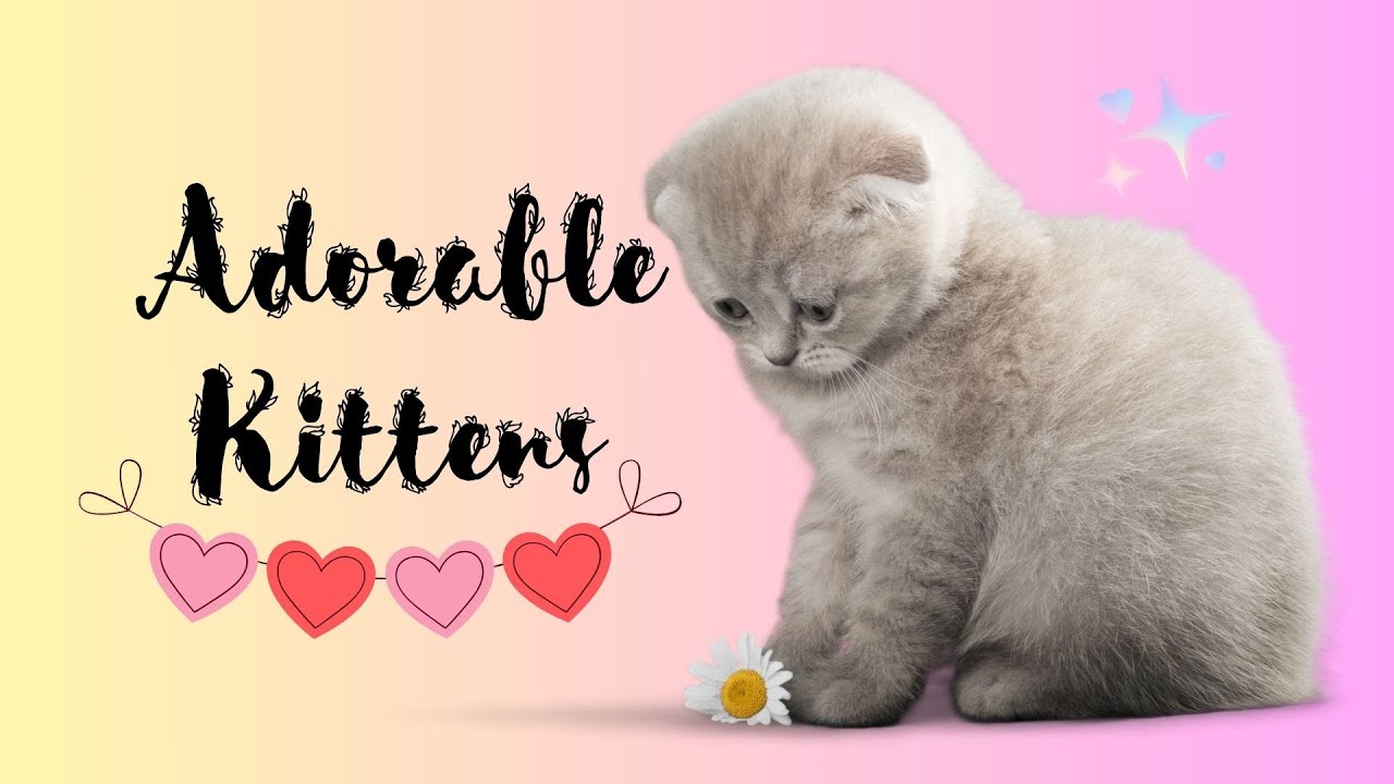 Why cute kittens will make your life better! - YouTube