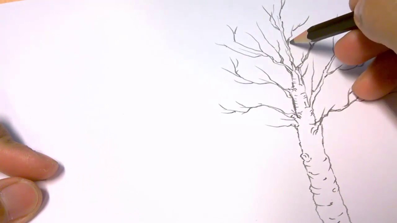 How To Draw Trees | Pencil | Step by step - YouTube