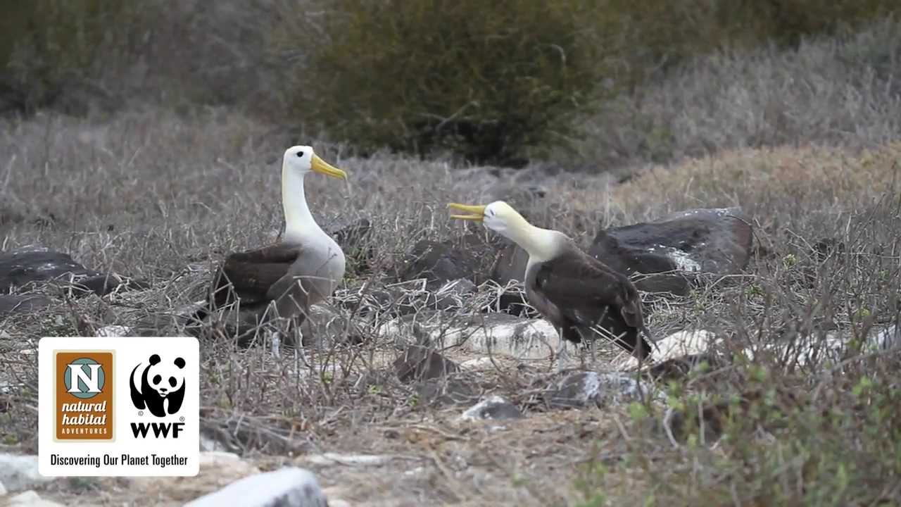 Waved Albatross Mating Dance in the Galapagos Islands - YouTube