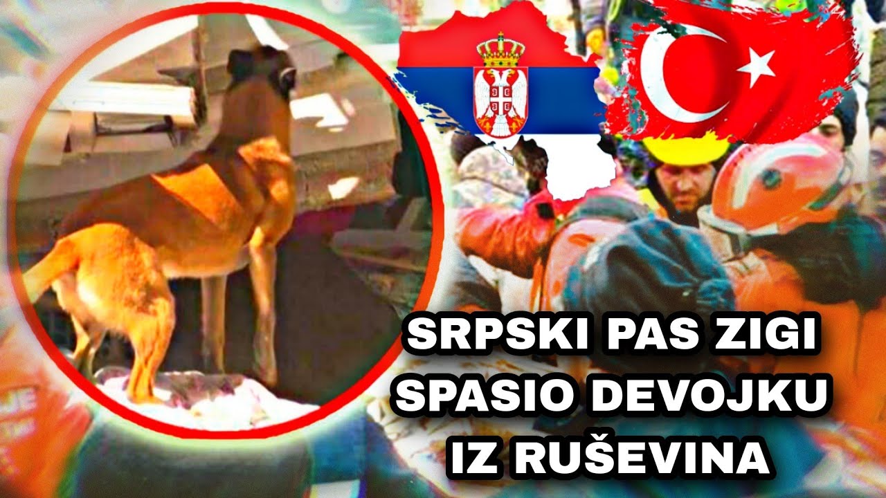 Ovako Je Naš Pas Zigi Spasao Život Devojci Iz Turske - YouTube