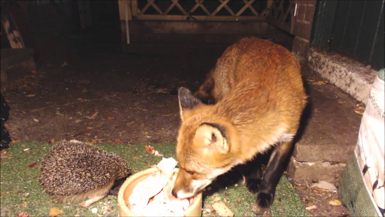 Hedgehog and Foxes feeding in the #CDWG 15/10/2015 - YouTube