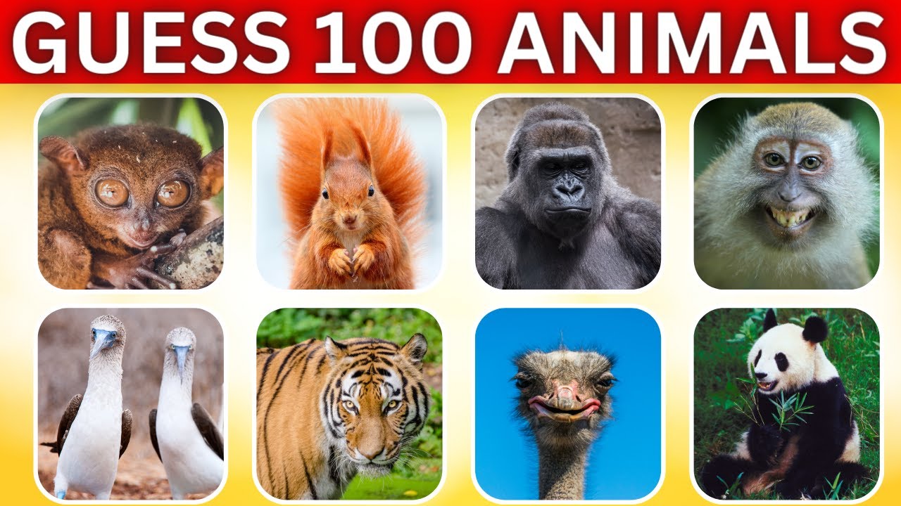 Guess 100 Animals in 3 Seconds 🐵| Animal Quiz - YouTube