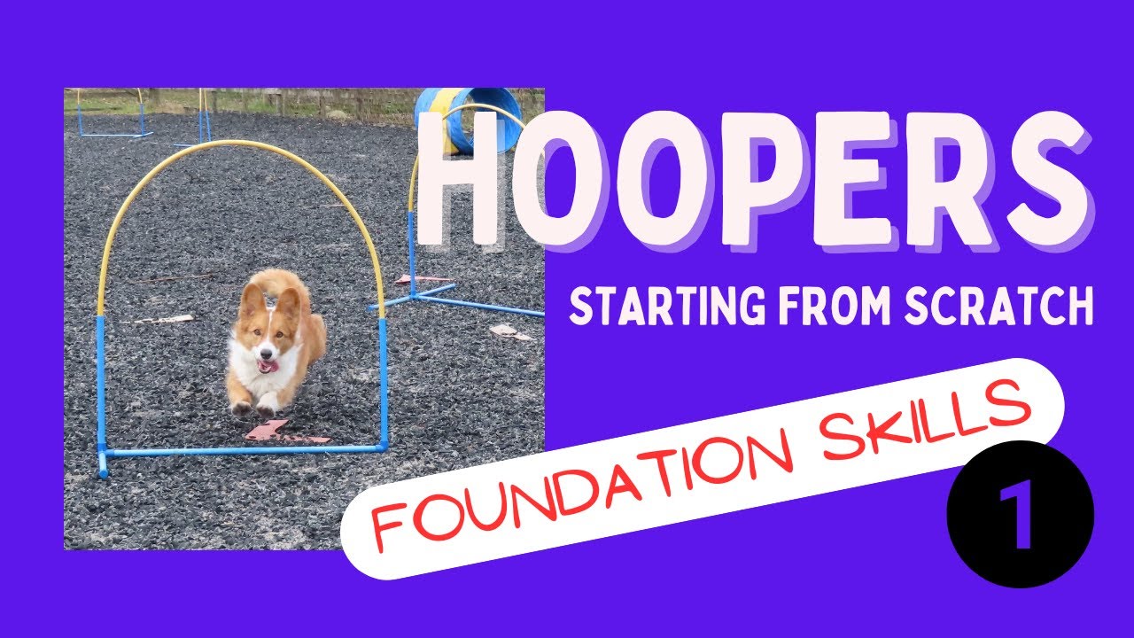 Hoopers, get started training, foundation exercises part 1 #dogsports # ...