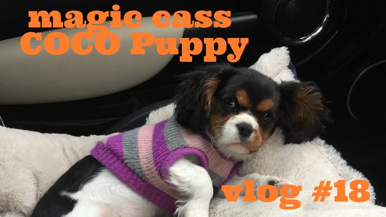 MAGIC CASS VLOG#18 - Coco King Charles Cavalier puppy school - YouTube