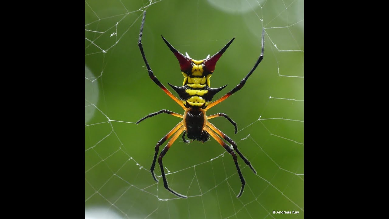 Colorful spiny orb-weaver spinning its web - YouTube