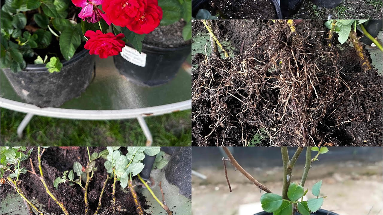 COMO REPRODUCIR ROSAS POR ESQUEJES 🌹😱 - YouTube