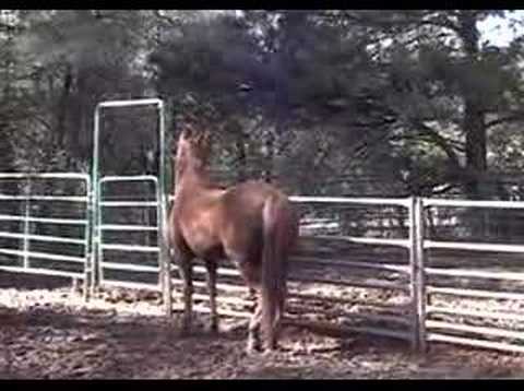 Horse Farts