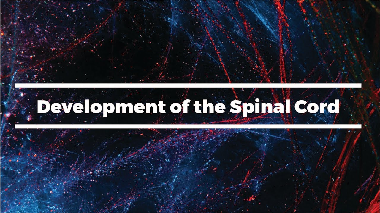 Development of the Spinal Cord - YouTube