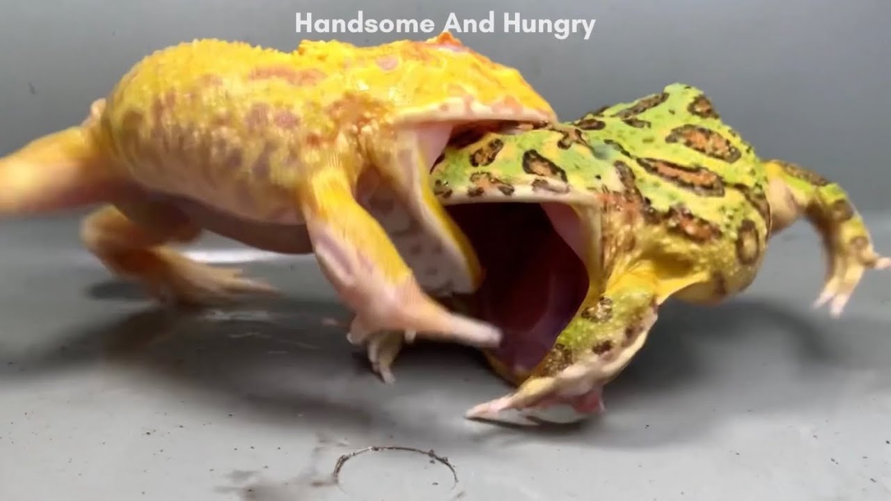 Pacman Frog Head Comparison 🐸 (Frog And Toad) - YouTube