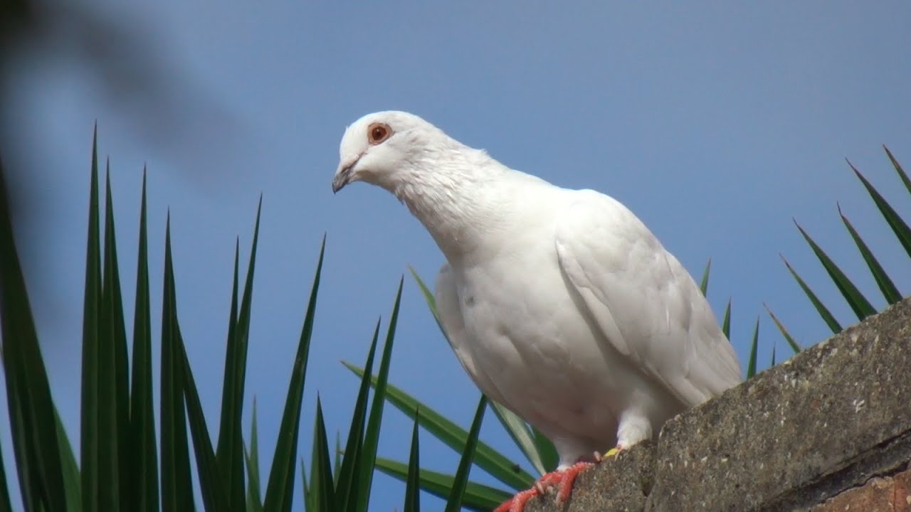 Pigeon Pick & Mix - YouTube