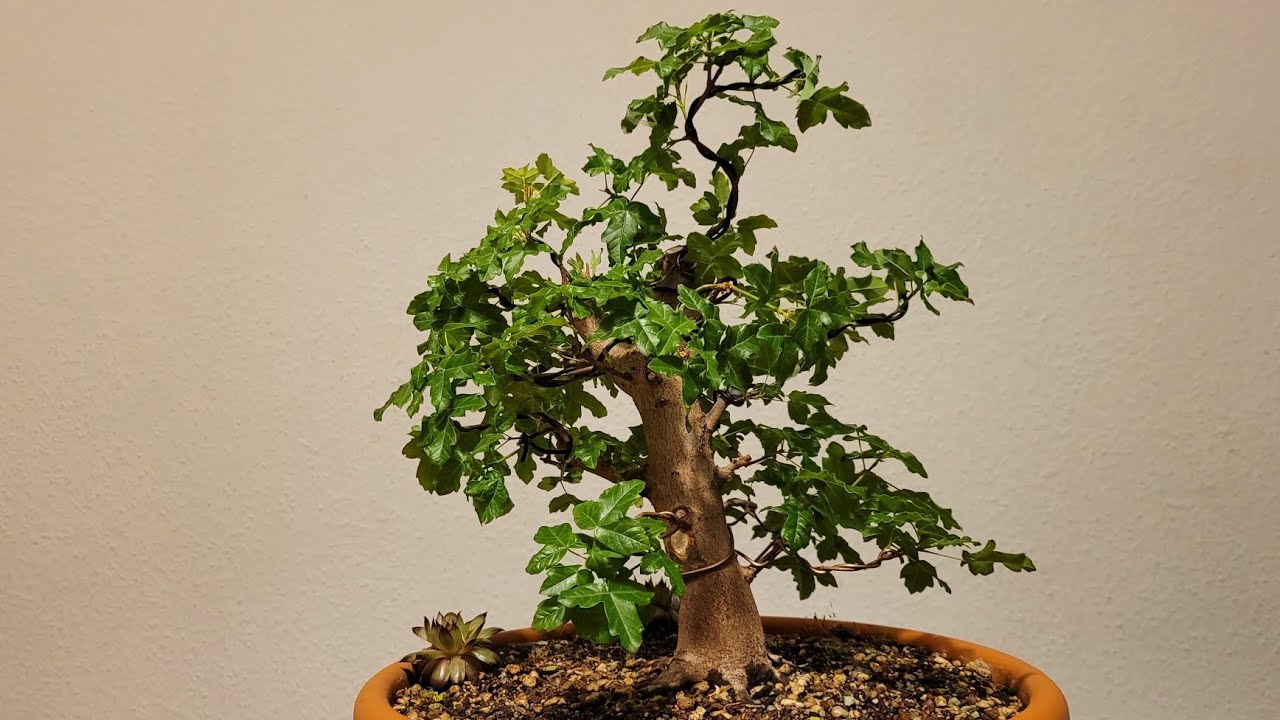 Bonsai French maple (Acer monspessulanum) - YouTube
