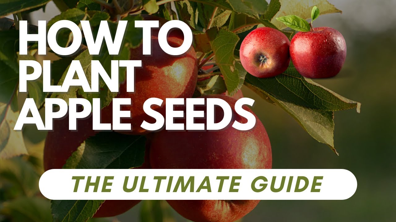 How To Plant Apple Seeds - The Ultimate Guide - YouTube