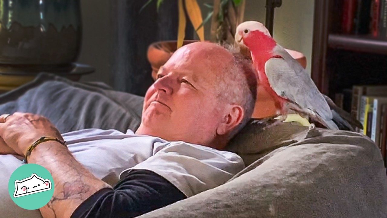 Cheeky Parrot Thought He Ran the House Until Man Started To Sing ...