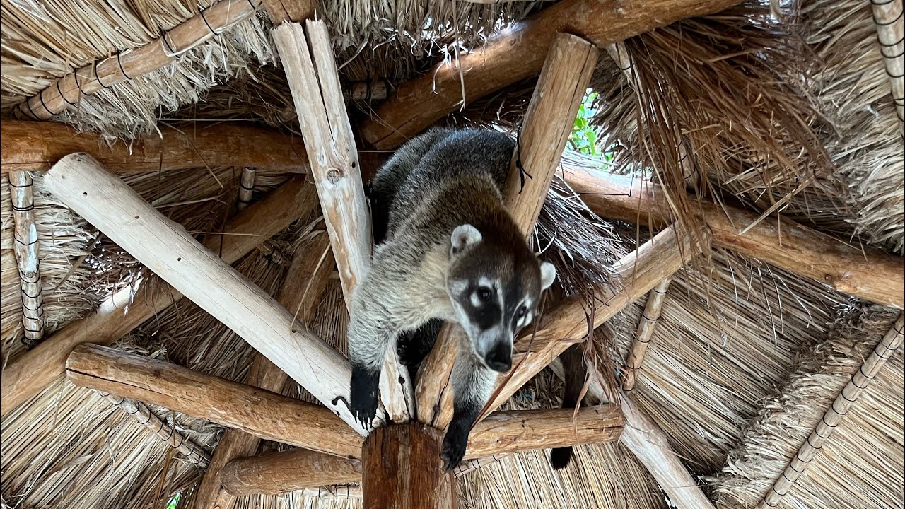 Grand Sirenis Riviera Maya Resort And Spa Animals! Watch Full Video For ...