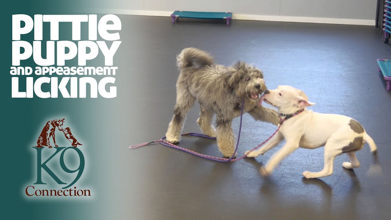 Pittie Puppy and Appeasement Licking - YouTube