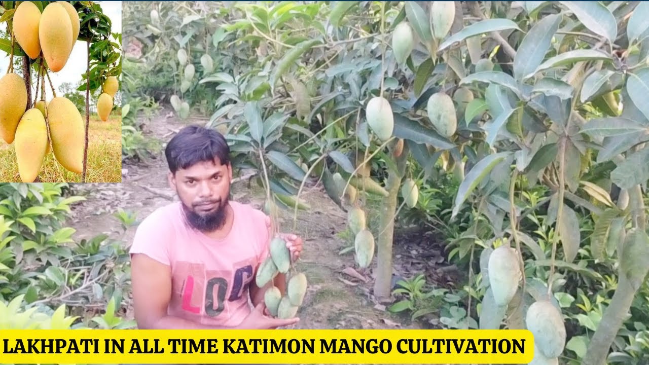 Katimon Mango Plant | All Time Katimon Mango Plant | Thai all time ...