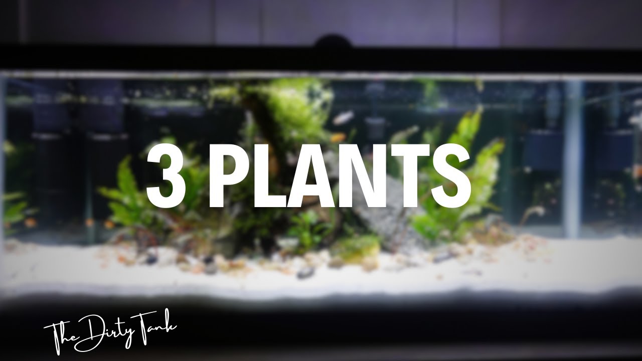 20 Gallon Aquascape | Island Scape - YouTube