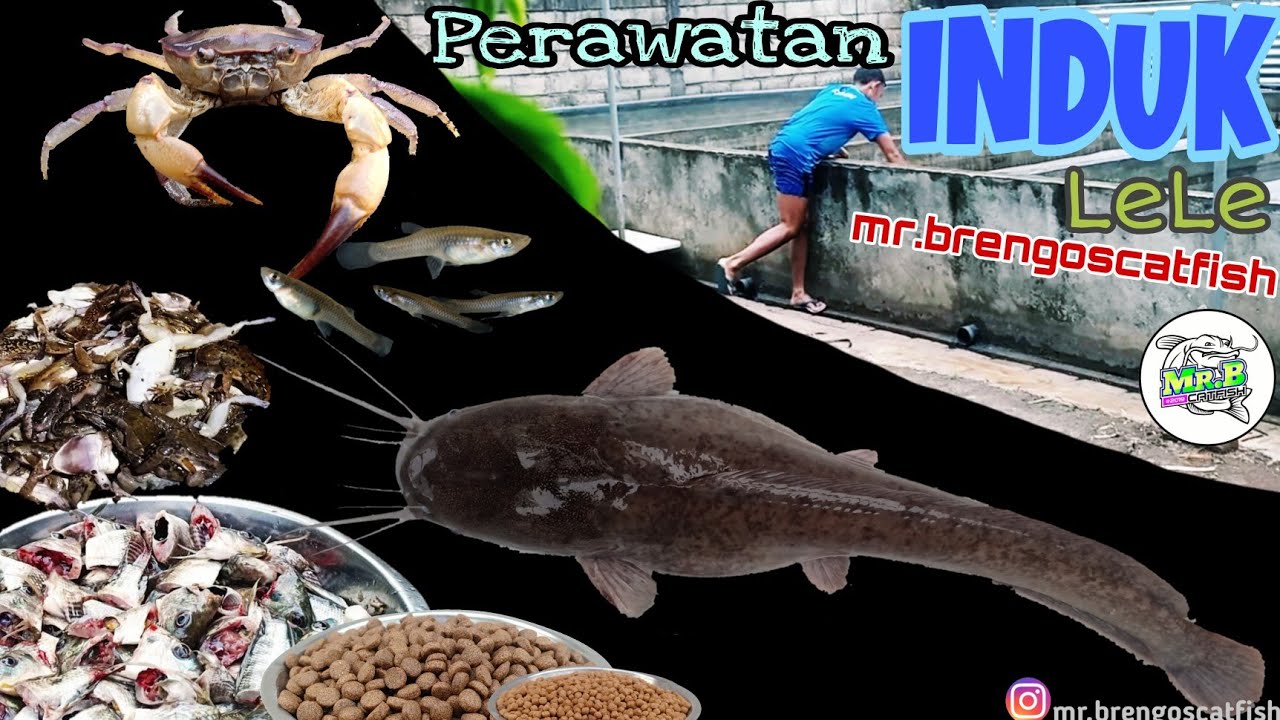 Perawatan Induk Lele Sebelum Pemijahan || Induk Lele Matang Gonad ...