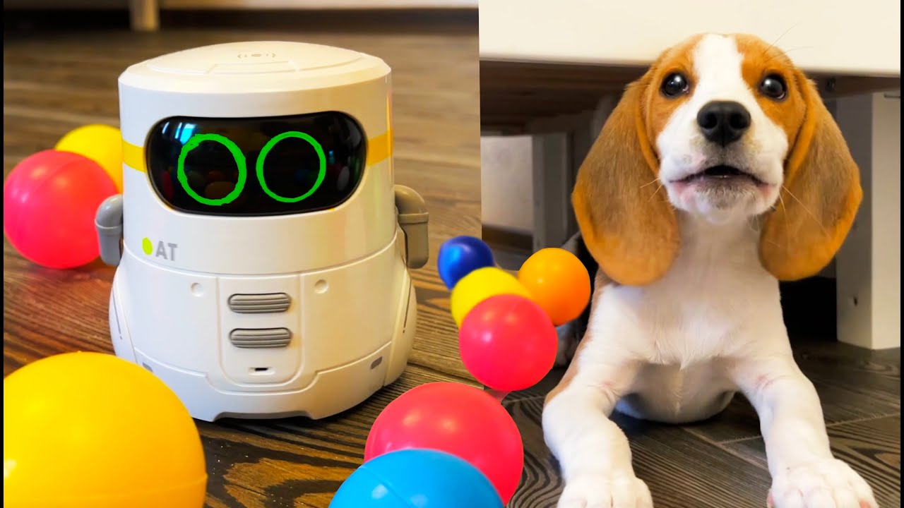 First meeting of a puppy beagle with a AT ROBOT - YouTube